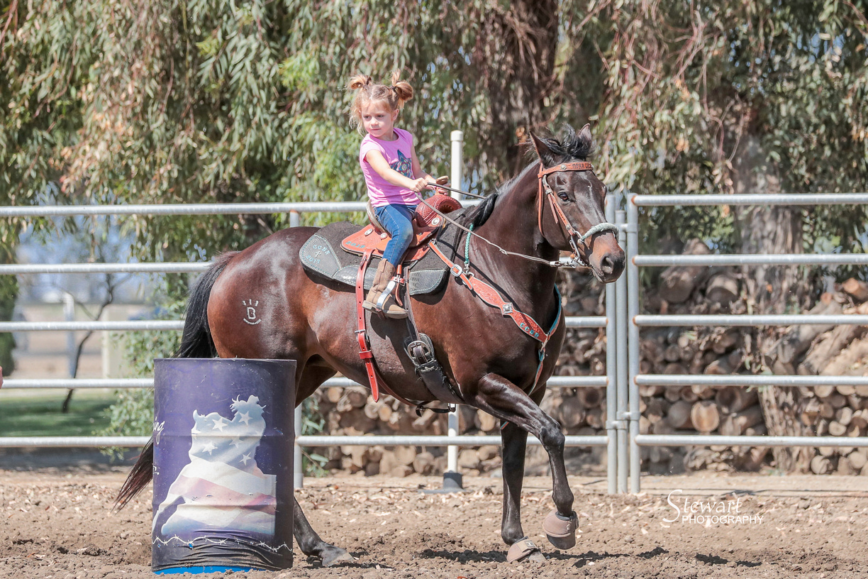 Meet the Horses – Shining B Ranch